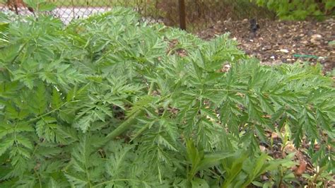 Experts Warn About Poisonous Plant Aggressively Spreading Across Pittsburgh Area Wpxi