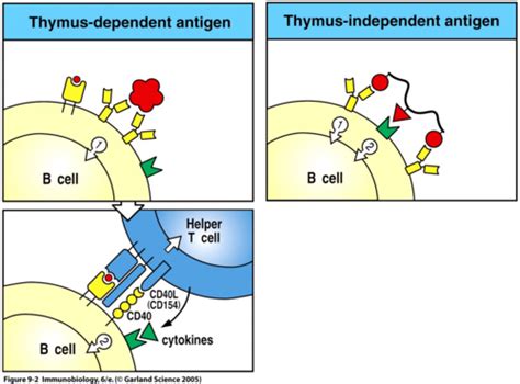 B Cell Activation And Differentiation Flashcards Quizlet