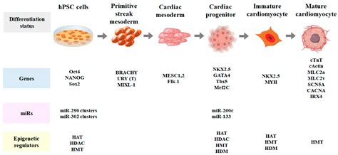 IJMS Free Full Text Epigenetic Regulation Of Cardiomyocyte