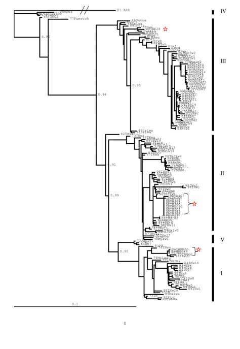 the bayesian hierarchical consensus tree showing the phylogenetic download scientific diagram