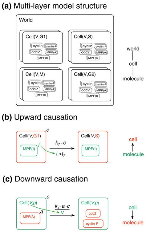 multi level rule based model of yeast cell cycle regulation after download scientific diagram