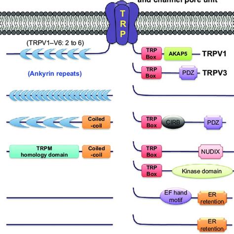 Structural Functional Features Of Cytoplasmic Regions In TRP Channels
