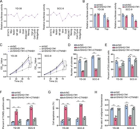 The involvement of Wnt β catenin signaling pathway in SNHG17 mediated