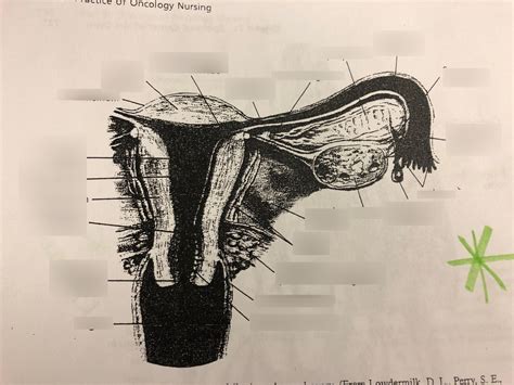 Cross Section Of Uterus Diagram Quizlet