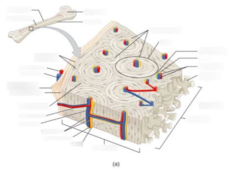 Internal Anatomy Of Compact Bone Diagram Part Diagram Quizlet