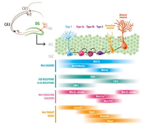 Figure 1 From Role Of Wnt Signaling In Adult Hippocampal Neurogenesis
