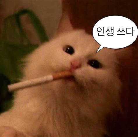 아 와이프 못보냈다 디아블로2 자유 게시판 디아블로2 인벤
