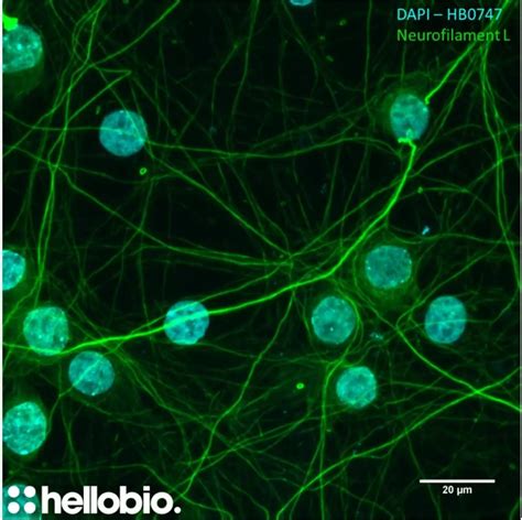 DAPI Staining Solution 1mg ML Hello Bio