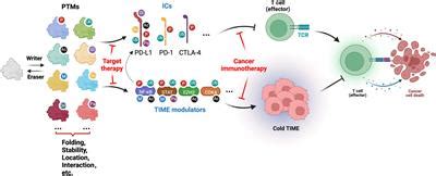 Frontiers Editorial Post Translational Modifications Of Proteins In