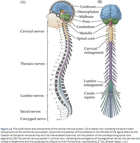 Duke Neurosciences Lab 2 Spinal Cord Brainstem Surface And