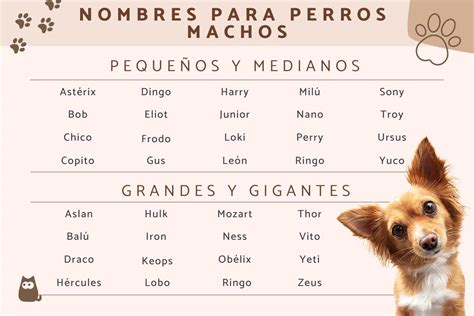 Anchura Serrado Perderse Nombres De Perros Pitbull Bonitos Enfocar