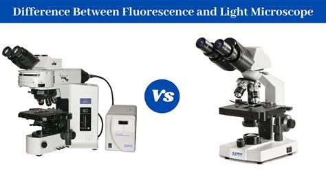 16 Difference Between Brightfield And Fluorescence Microscope