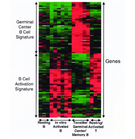 Gene Expression Signatures In Lymphocyte Differentiation Gene