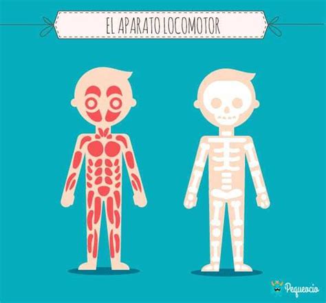 Cómo se compone el Aparato Locomotor Ficha interactiva TopWorksheets