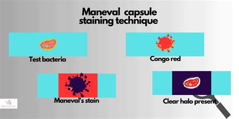 Maneval S Stain Purpose Procedure For Capsule Staining