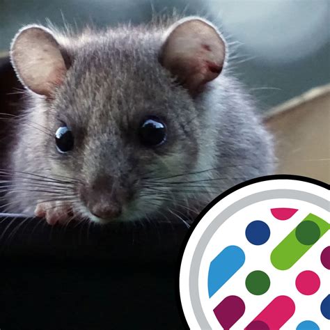 Hibernation Ketamine and Aphantasia The eLife Podcast Lyssna här