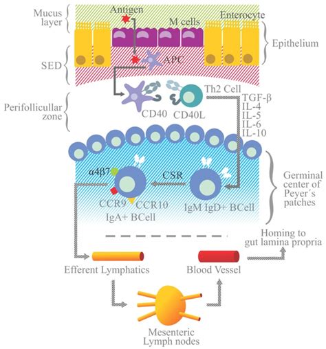 Simplified Model Of IgA Generation Antigen Presenting Cells And