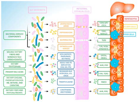 Nutrients Free Full Text Gut Microbiota Derived Components And Metabolites In The