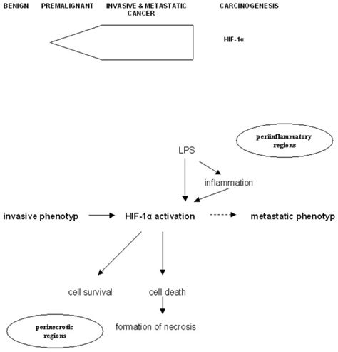 schematic illustration of the hif1α mediated pathway in colorectal download scientific diagram