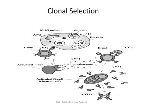 ppt artificial immune systems powerpoint presentation free download id 5566400