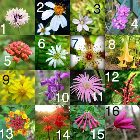 Help Me Identify Flowers Uninvented Colors Photography