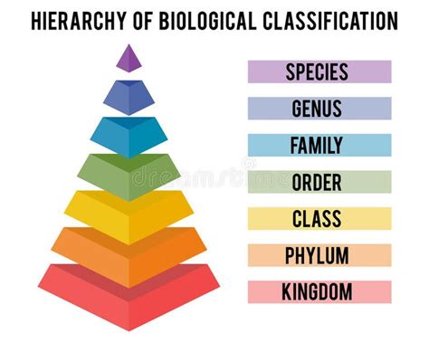 vector illustration with major taxonomic ranks hierarchy of biological classification major