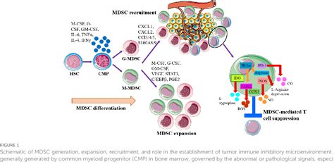 Figure 1 From Targeting Myeloid Derived Suppressor Cells In Tumor