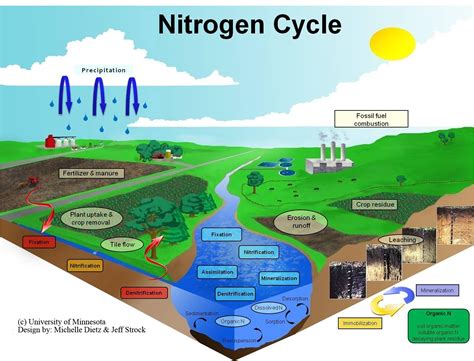 A Diagram Of The Nitrogen Cycle