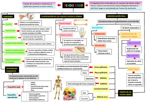 11 Mapa Mental Huesos Studocu Images Images And Photos Finder