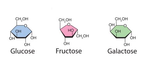 Structure Of Monosaccharides Disaccharides And Polysaccharides