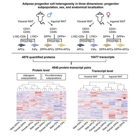 multilayered omics reveal sex and depot dependent adipose progenitor cell heterogeneity cell