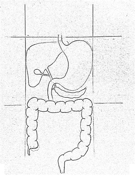 How To Draw Digestive System Class 10 Human Alimentary Canal Biology