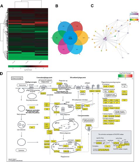 Pathway And Functional Analyses Of DEGs A Heatmap Of Genes