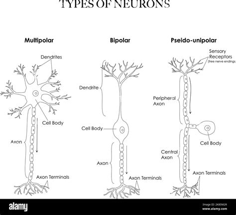 Arten Von Neuronen Multipolare Pseudounipolare Bipolare Anatomie