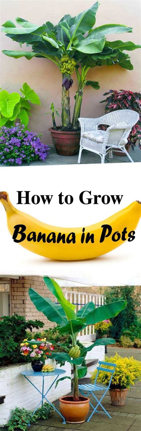 Growing Banana Trees In Pots Learn How To Grow World S Most Consumed