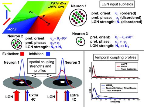 an egalitarian network model for the emergence of simple and complex cells in visual cortex pnas