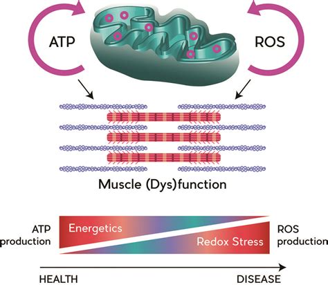 Cardiac Muscle Mitochondria