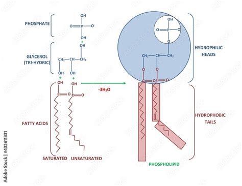 DIAGRAM SHOWING STRUCTURE AND COMPONENT OF A PHOSPHOLIPID MOLECULE