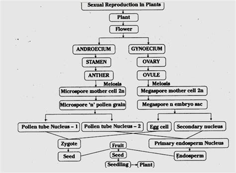 Prepare A Flow Chart To Explain The Process Of Sexual Reproduction In