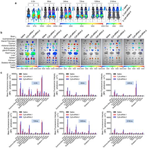 Dynamic Distribution Of Naked SiRNA Injected Via Tail Vein A