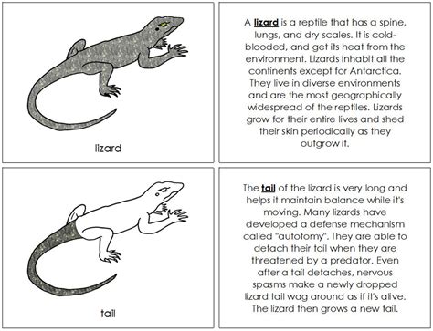 Parts Of A Lizard