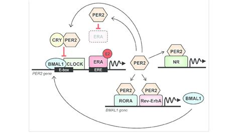 The Core Clock Gene Per2 Links The Circadian Oscillator With ErA