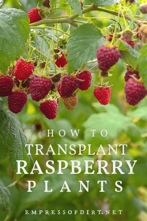how to maintain a raspberry patch how to prune raspberry plants artofit