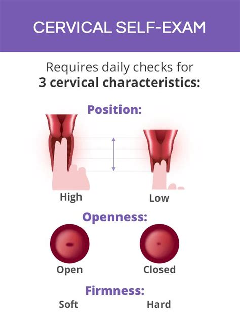Cervical Os Open Vs Closed Harrymcywise