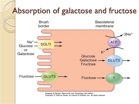 Digestion And Absorption Diagram