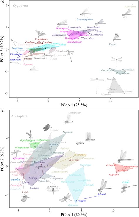 Ordering Of Species According To 22 Morphological Traits Of The