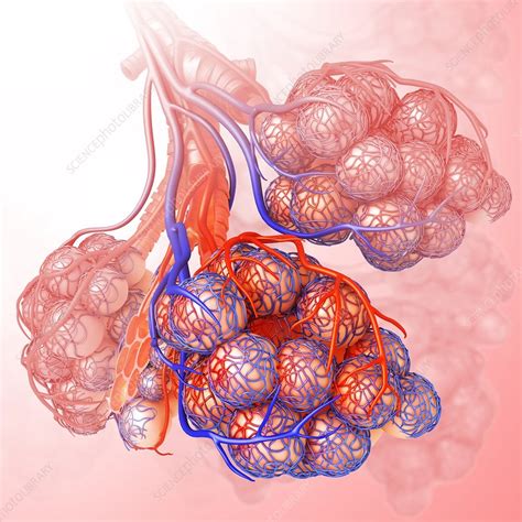 Alveoli Of The Human Lung Illustration Stock Image F013 2487