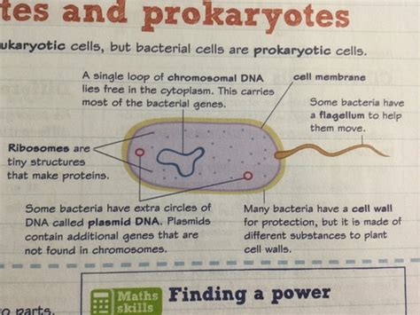 Eukaryotes And Prokaryotes Flashcards Quizlet