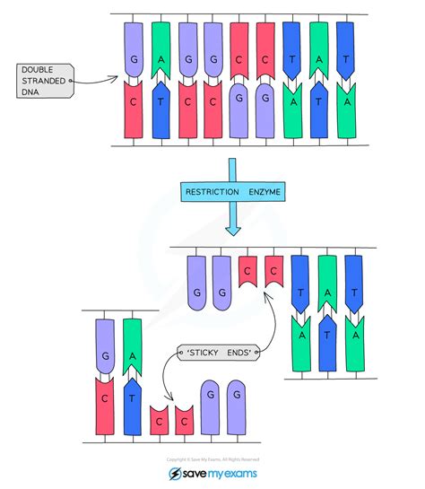Edexcel IGCSE Biology 复习笔记 5 3 1 The Process of Genetic Engineering 翰林国际教育