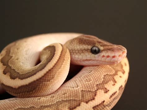 Morph List World Of Ball Pythons Ball Python Cute Snake Ball